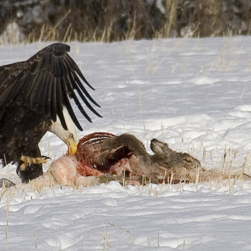 do eagles eat deers